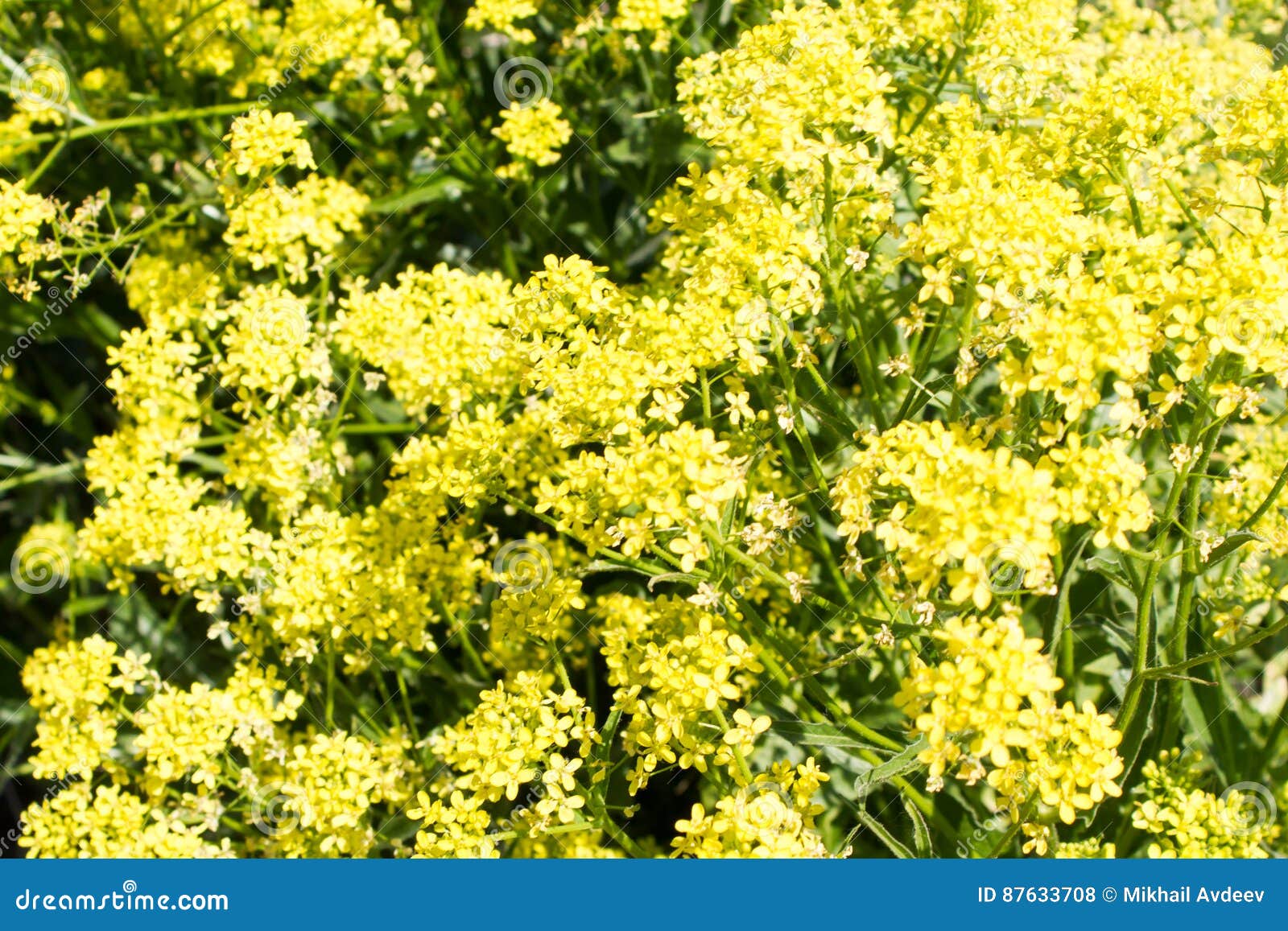 Yellow small flowers stock photo. Image of flowers, petal - 87633708