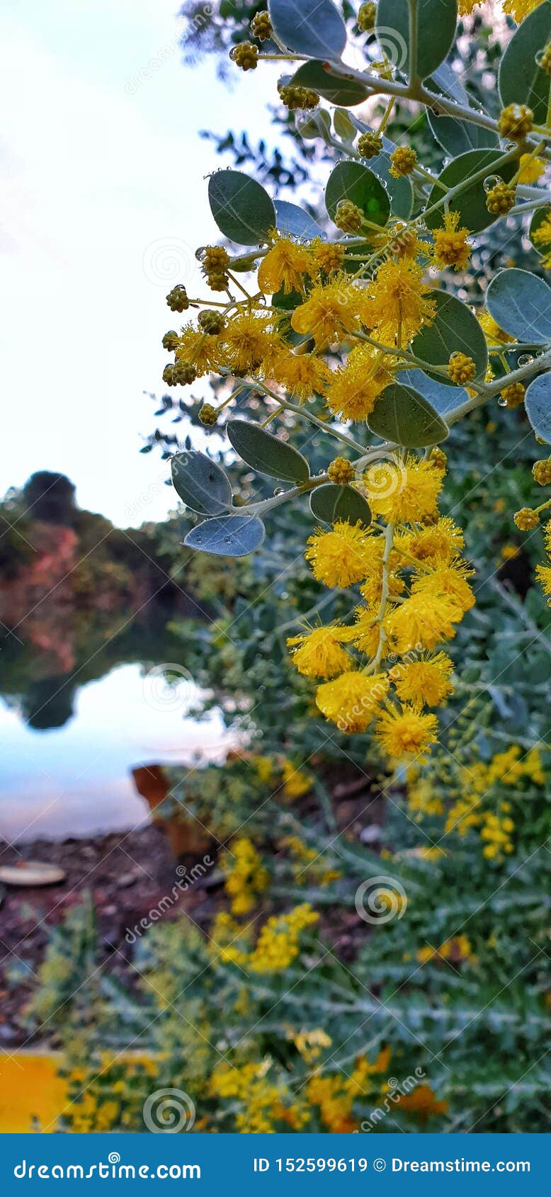 Yellow Small Native Australian Flowers Stock Image - Image of small ...