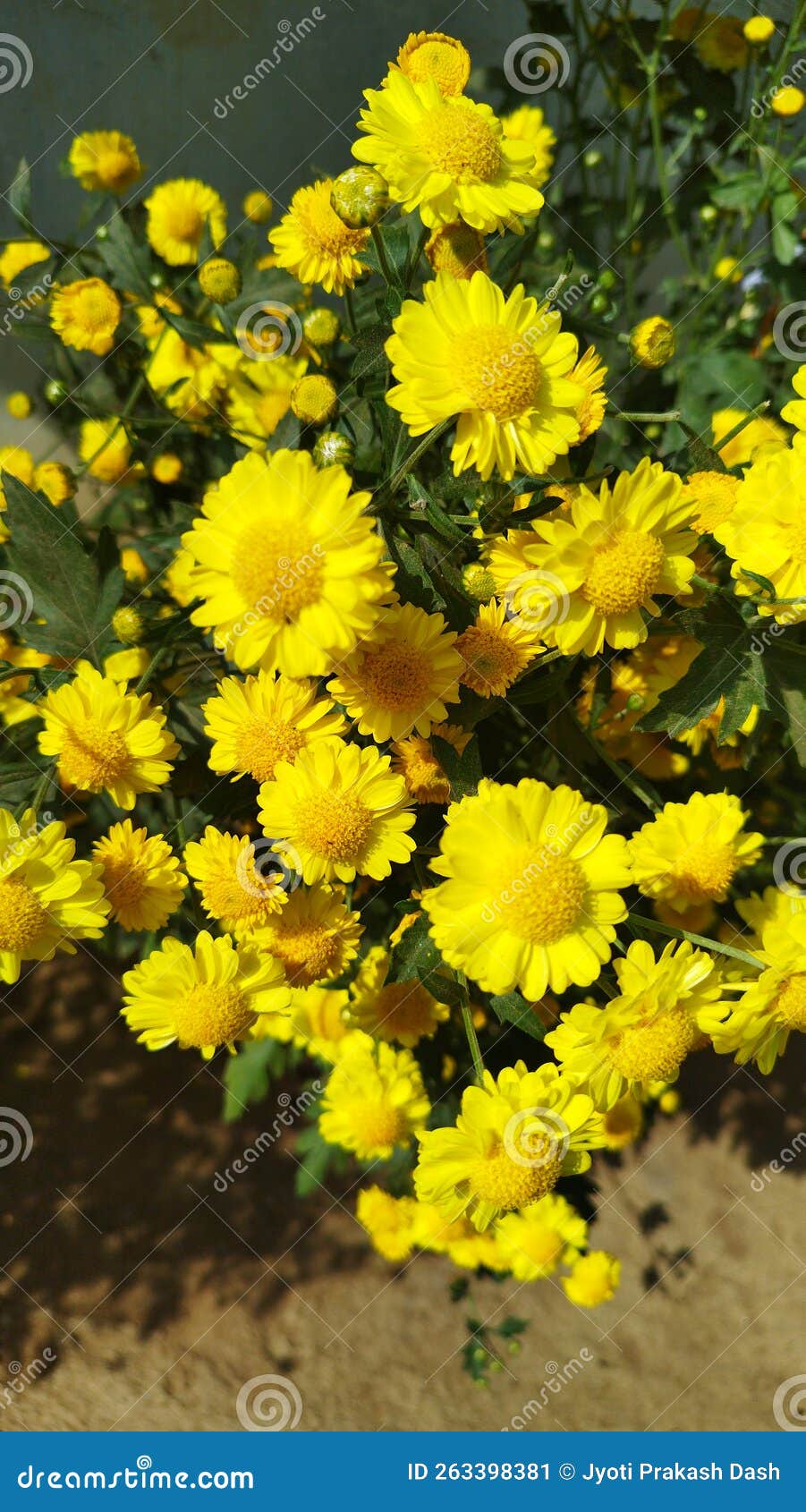 Yellow Small Sebati Flowers in Sunlight. Stock Image - Image of yellow ...