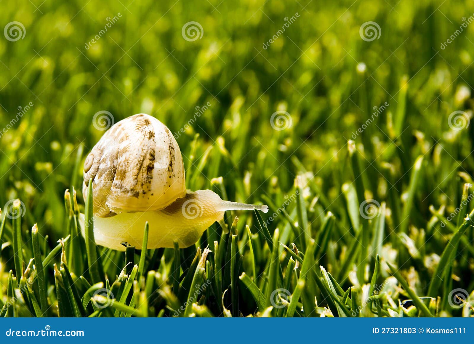 Yellow snail stock image. Image of prickles, needles - 27321803