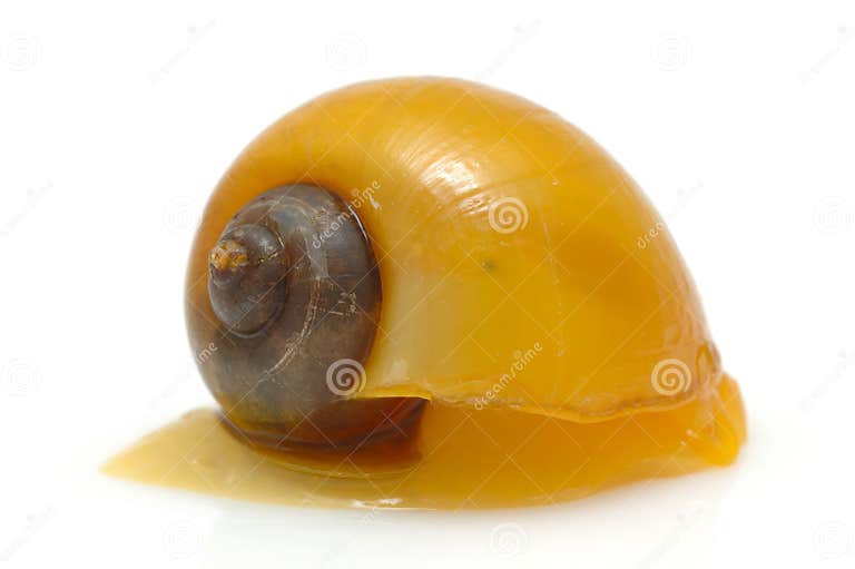 Yellow snail stock photo. Image of macro, closeup, crawl - 3195550