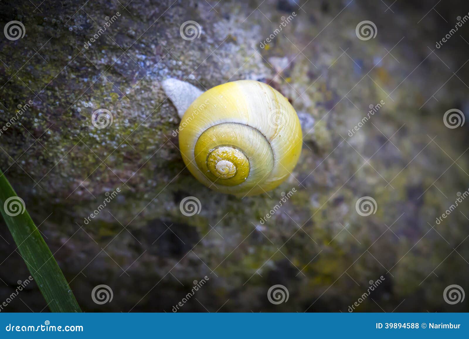 Yellow snail stock photo. Image of looking, snail, slimy - 39894588