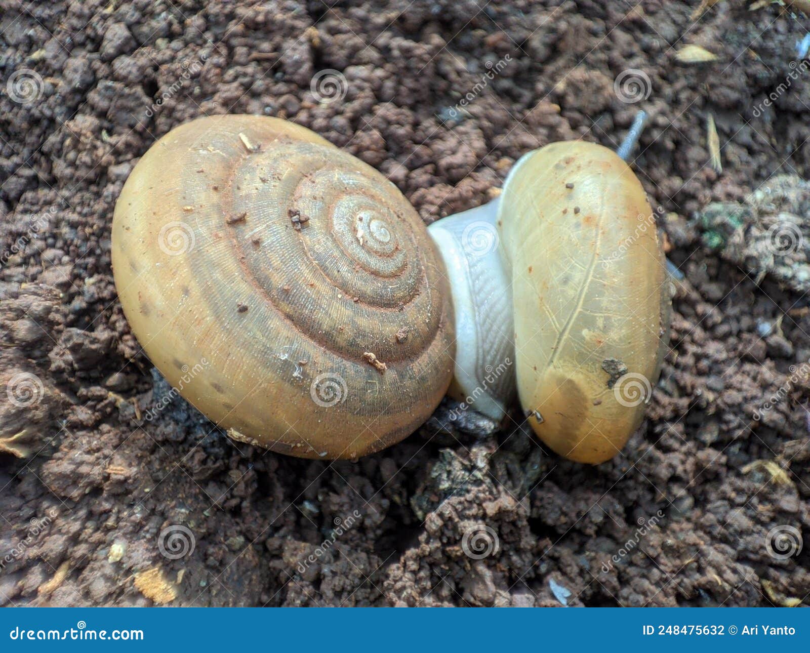Yellow snail on the ground stock photo. Image of soil - 248475632