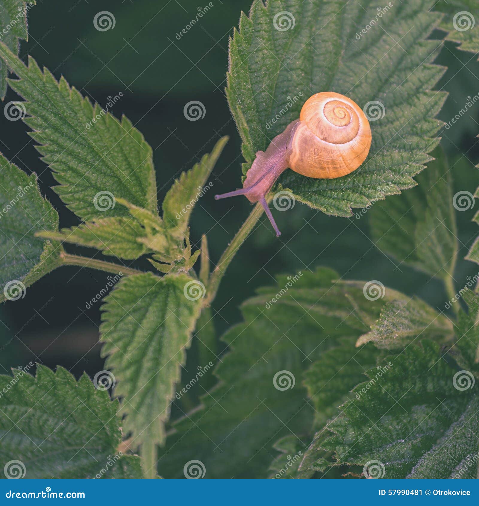 Yellow snail stock image. Image of shell, people, slime - 57990481