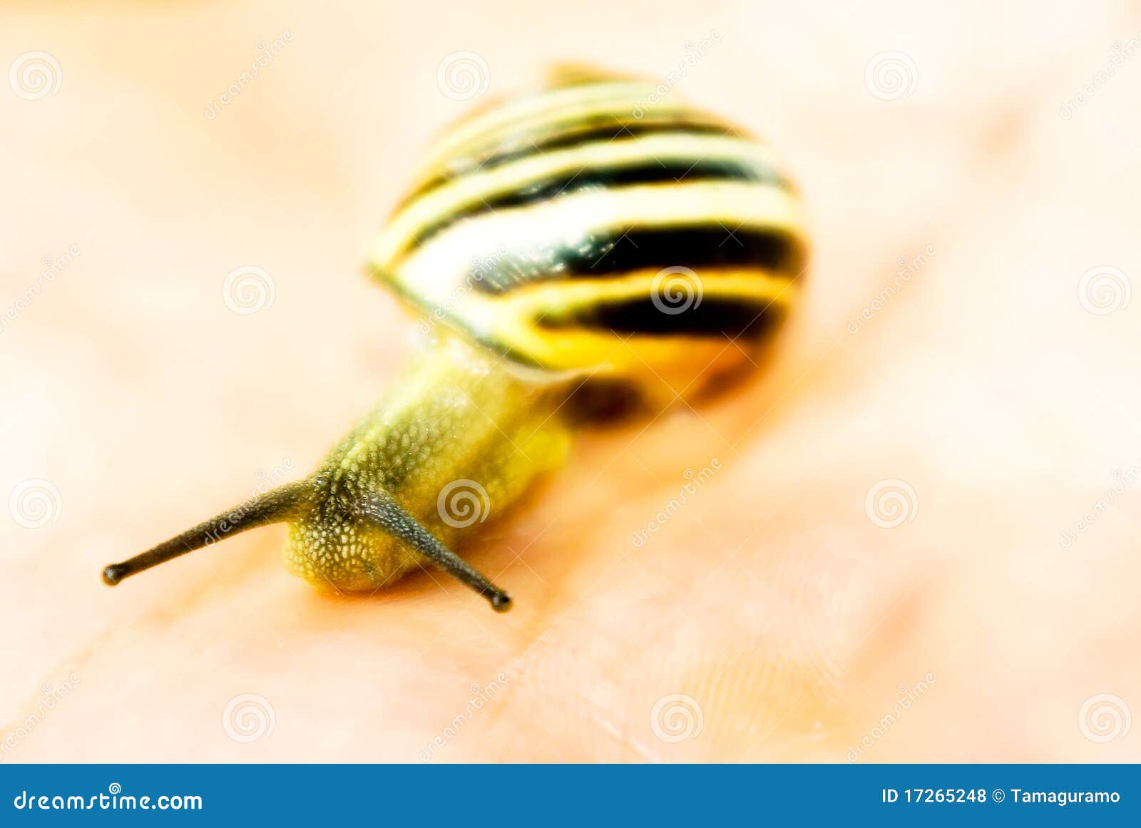 Yellow snail macro stock photo. Image of brown, slug - 17265248