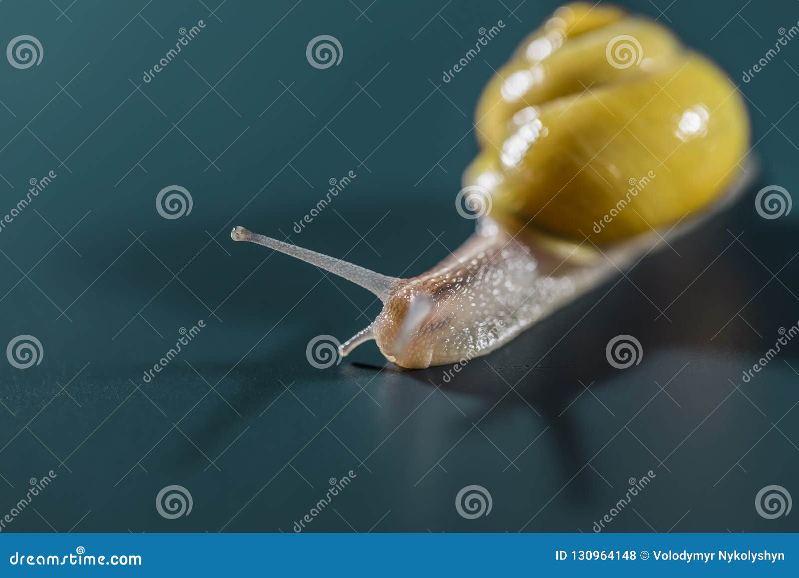 The Yellow Snail Macro Shot Stock Photo - Image of shell, mollusk ...