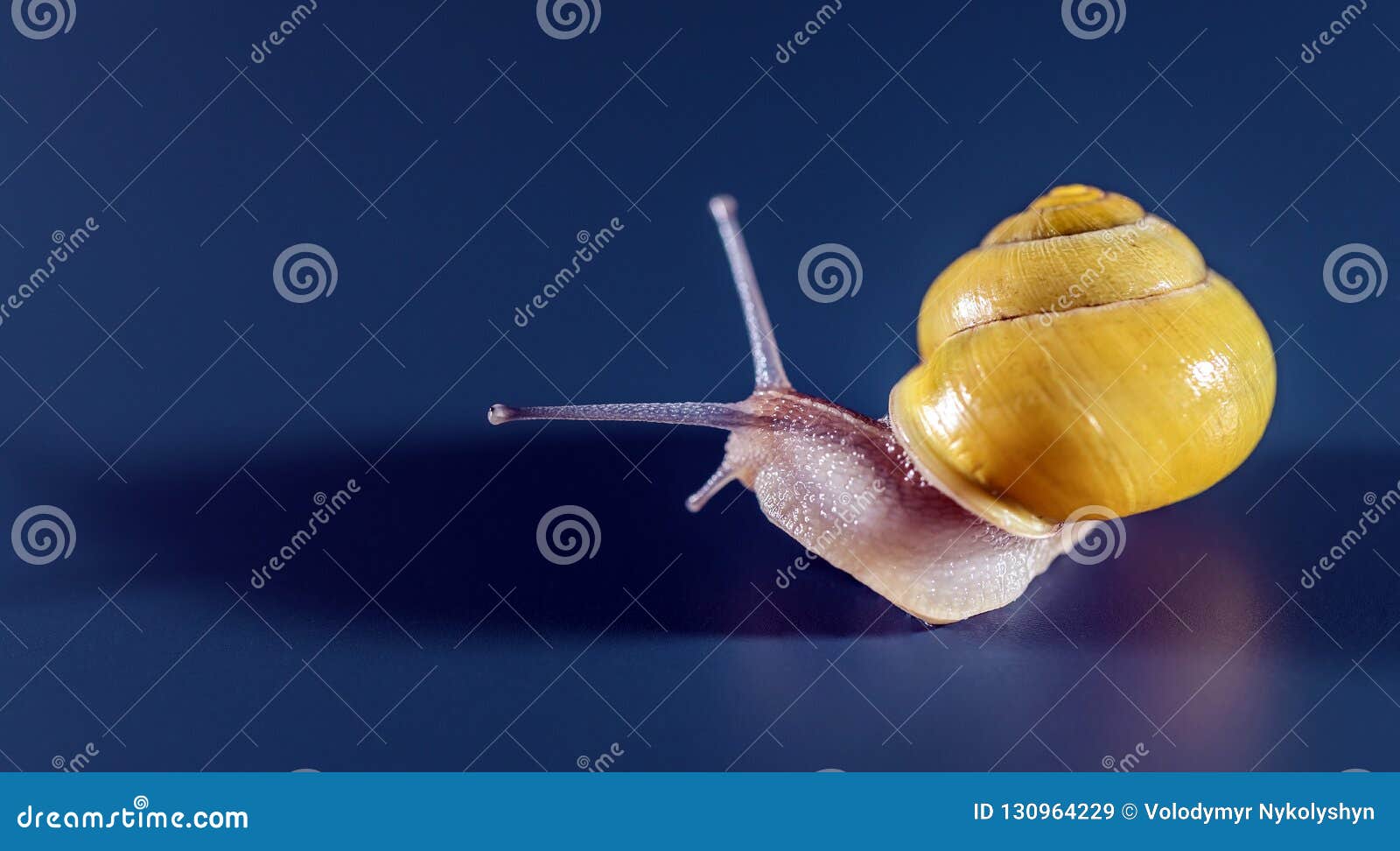 The Yellow Snail Macro Shot Stock Image - Image of funny, creature ...