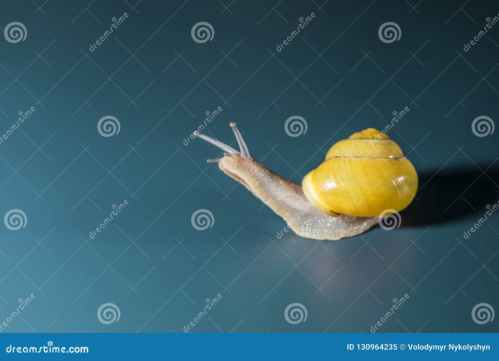 The Yellow Snail Macro Shot Stock Image - Image of crawling, plant ...