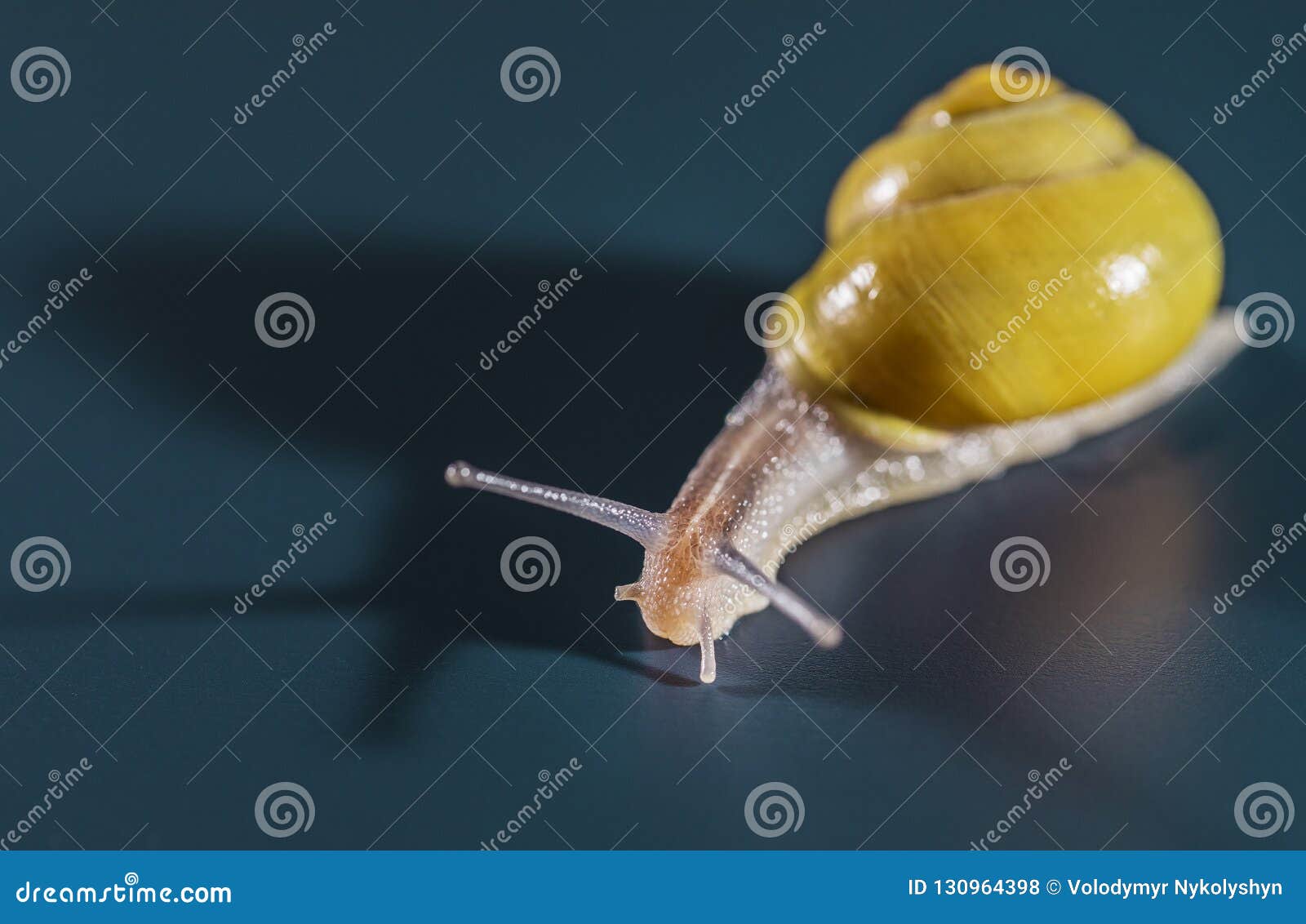 The Yellow Snail Macro Shot Stock Photo - Image of crawling, clay ...