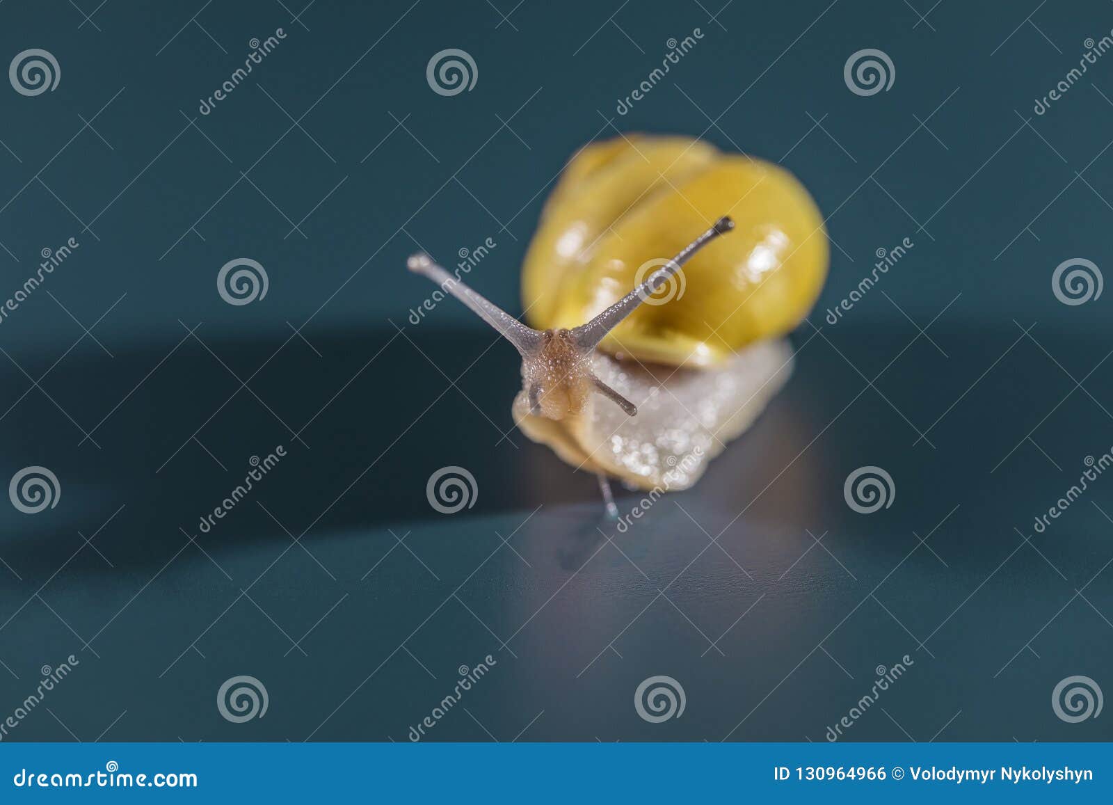 The Yellow Snail Macro Shot Stock Photo - Image of gastropod, slime ...