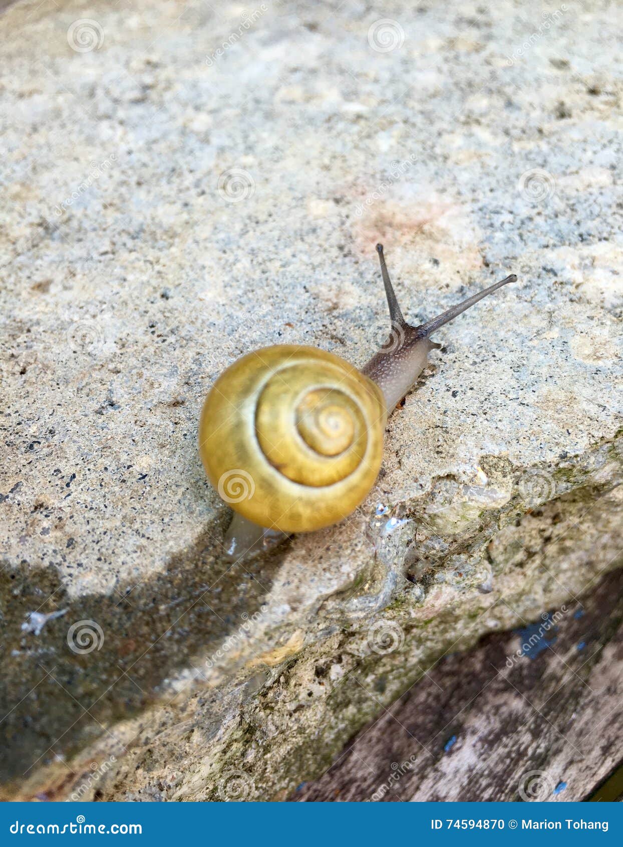Yellow snail stock photo. Image of slow, food, move, shell - 74594870