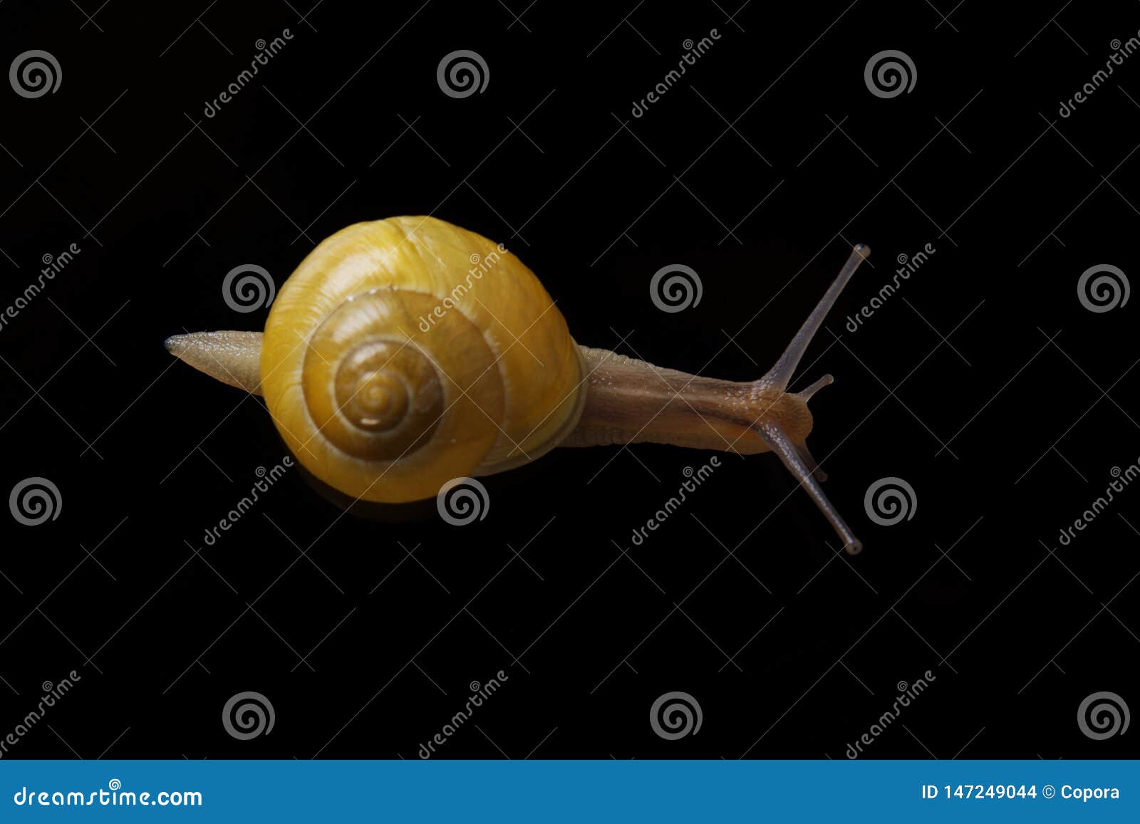 Yellow Snail Ampulyarii On The Red Rocks In The Aquarium Royalty-Free ...