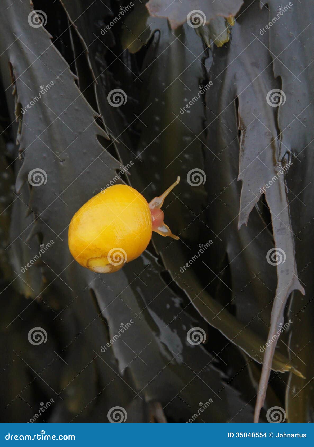 Yellow Snail Ampulyarii On The Red Rocks In The Aquarium Royalty-Free ...