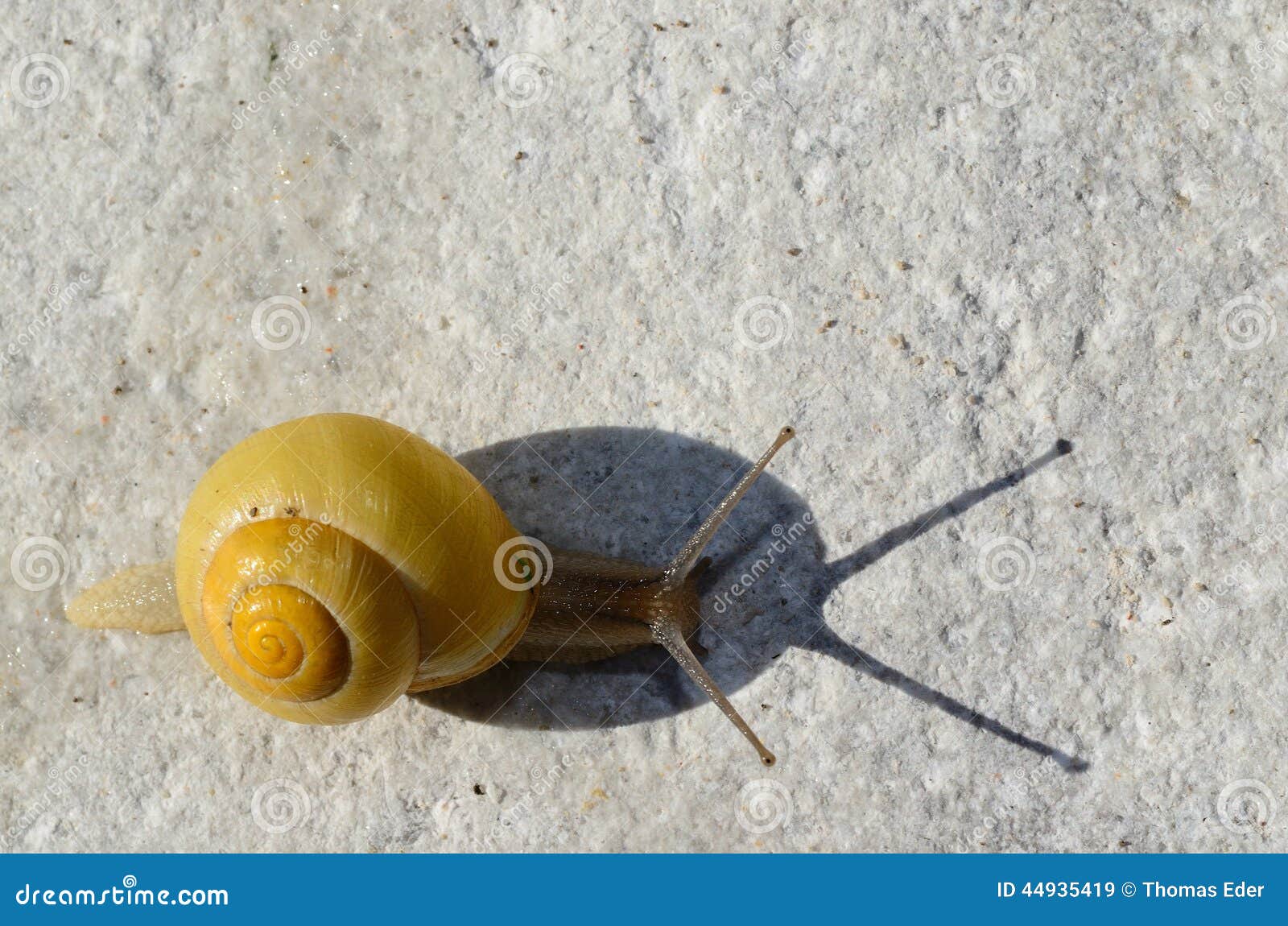 Yellow snail with shadow stock image. Image of house - 44935419