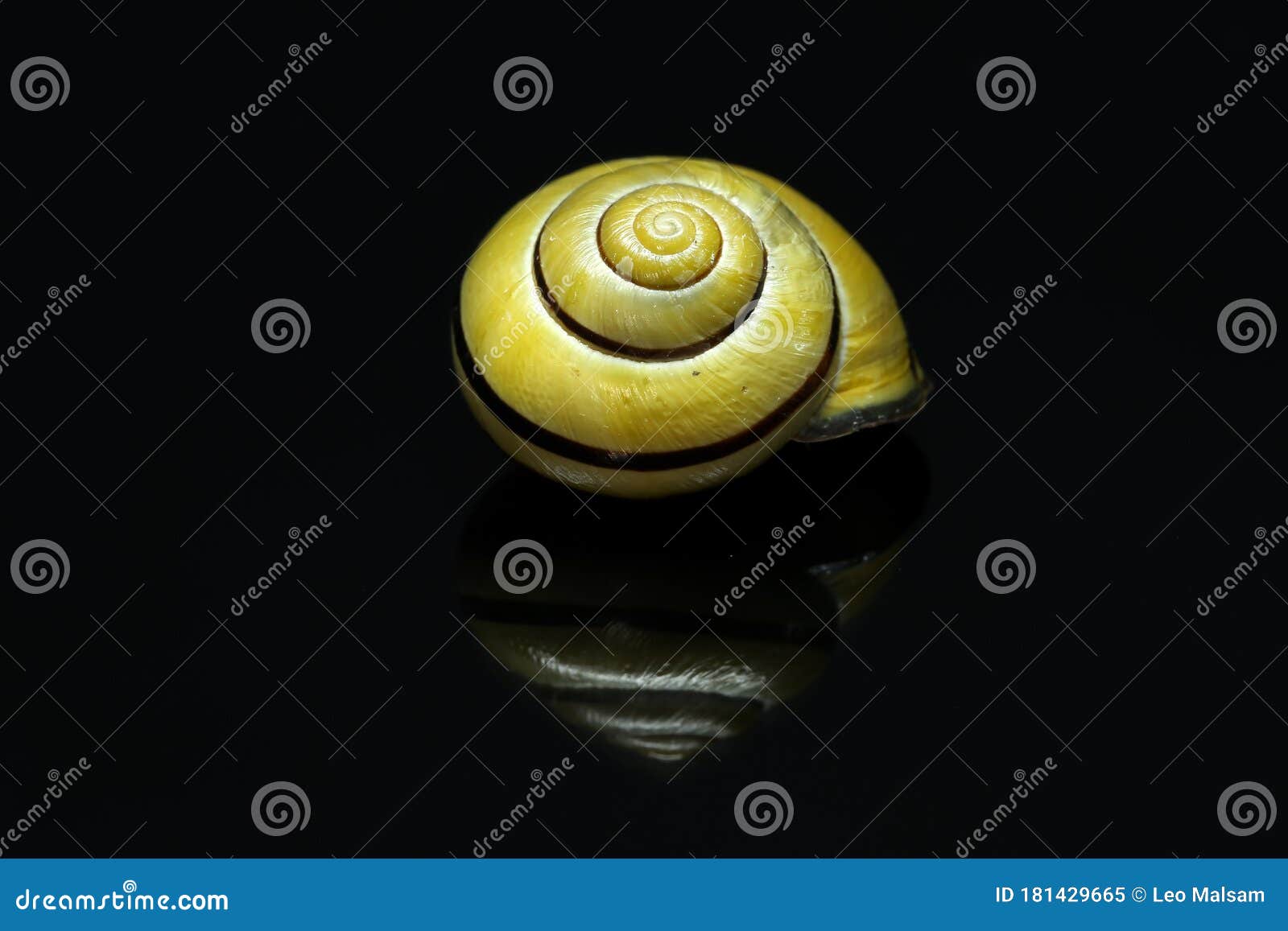 Yellow Snail Shell on a Black Background Stock Image - Image of ...