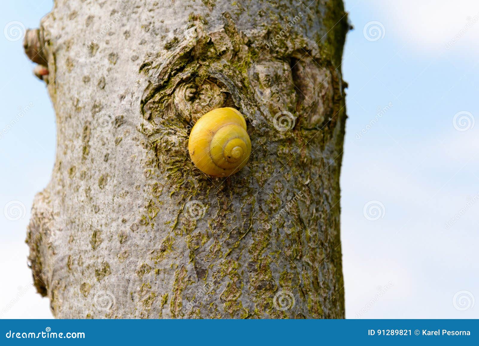 Yellow snail on the tree stock image. Image of shell - 91289821