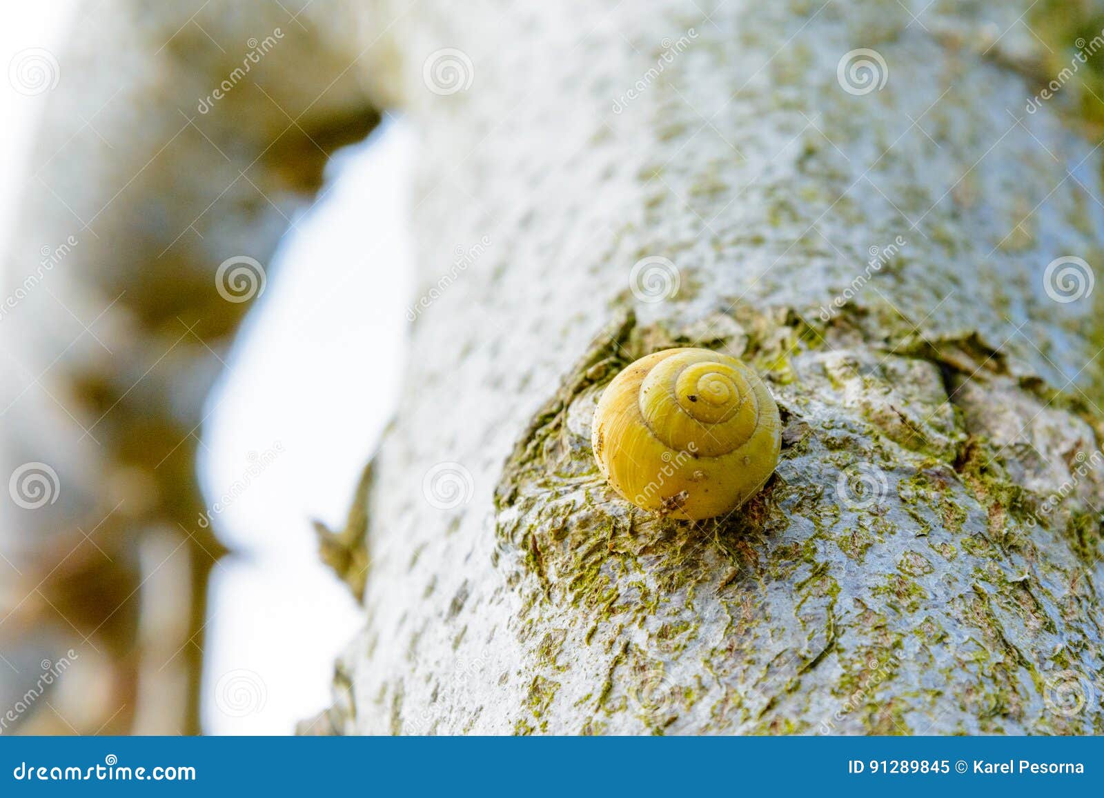 Yellow snail on the tree stock image. Image of helicidae - 91289845