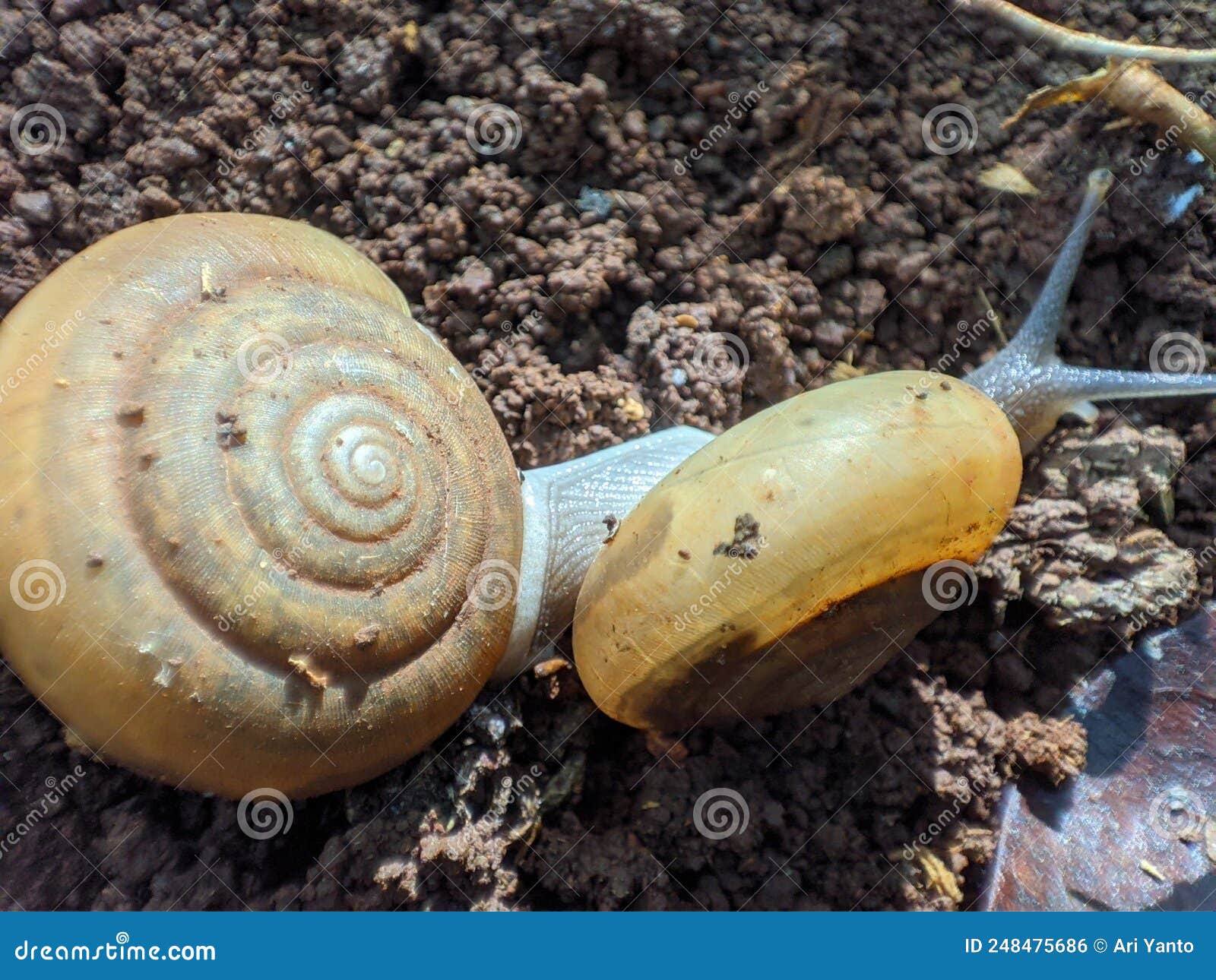 Yellow Snails on the Ground Stock Photo - Image of fish, soil: 248475686