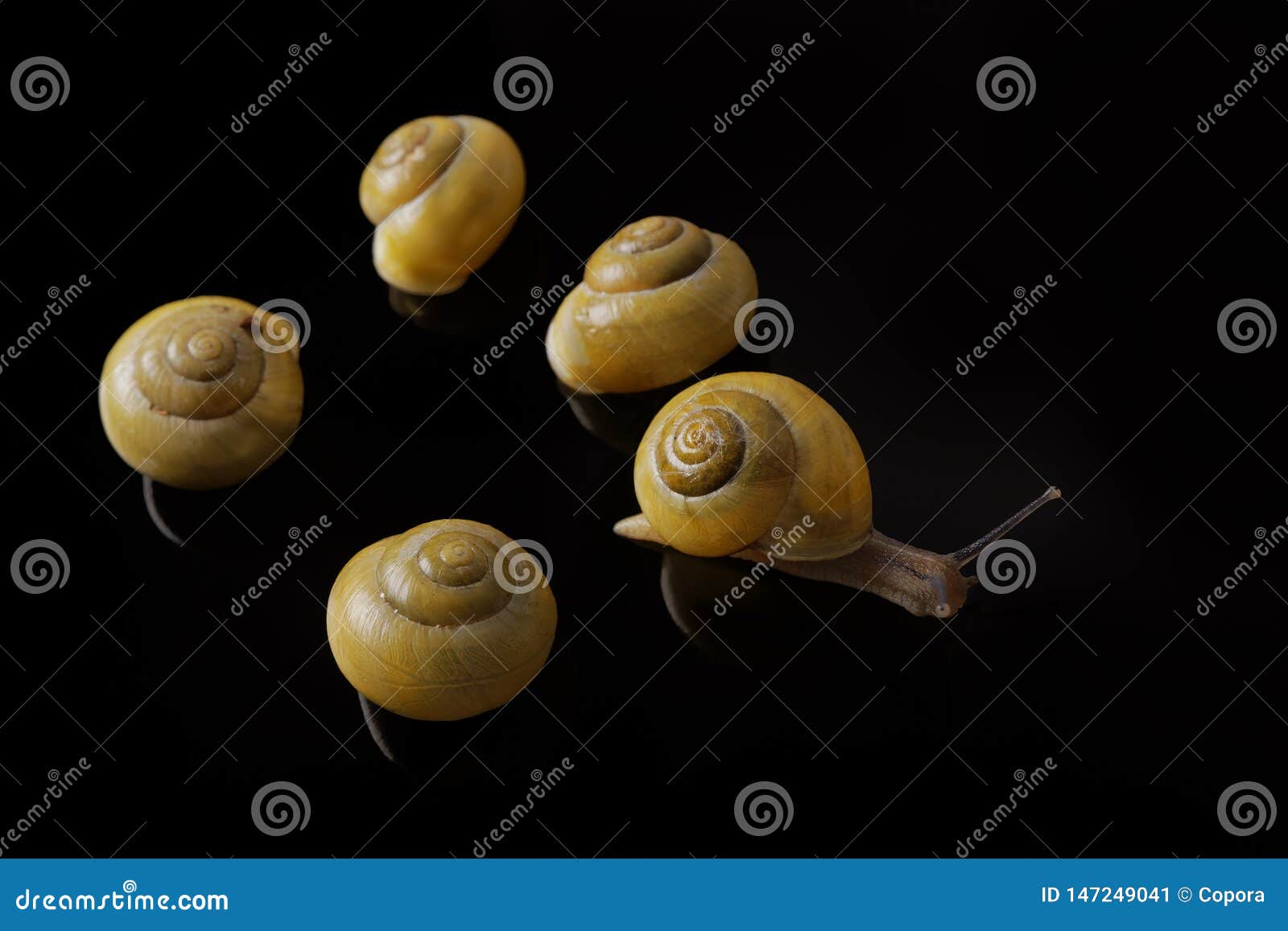 Yellow Snails Posing on Black Background Stock Image - Image of moving ...