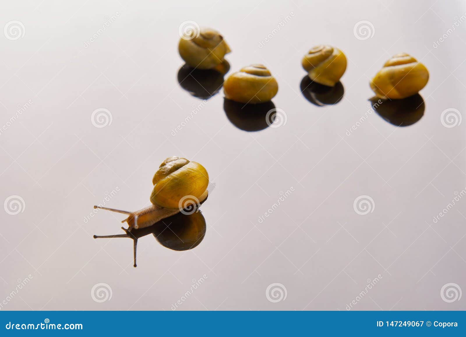 Yellow Snails Posing on Light Background Stock Image - Image of ...