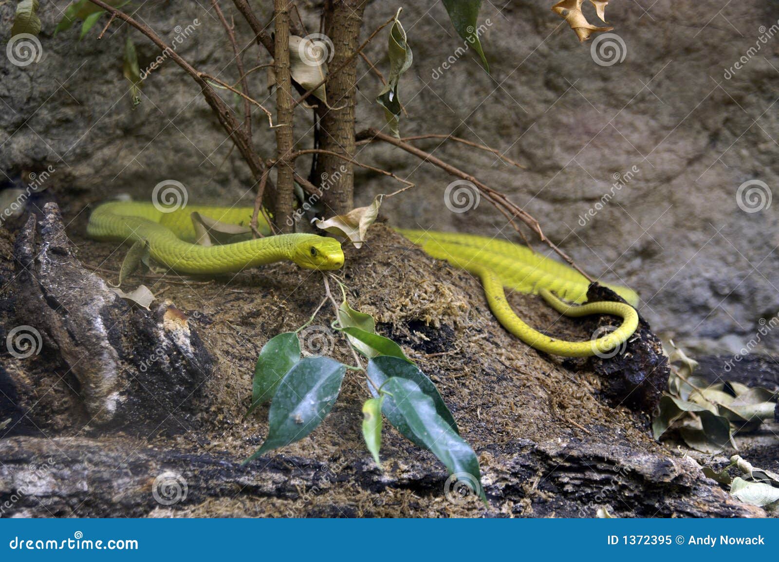 Yellow snake 1 stock image. Image of green, mamba, flexibility - 1372395