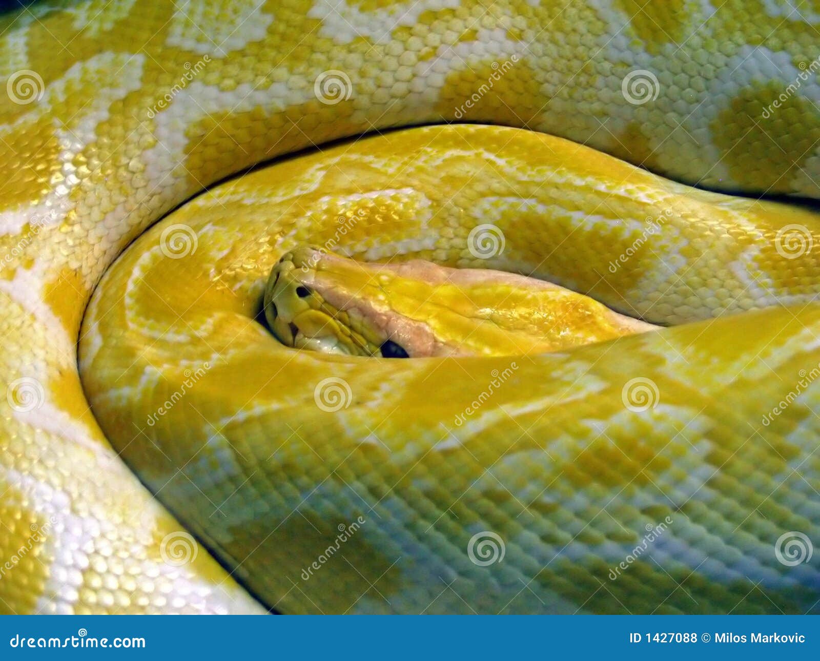Yellow Snake Royalty Free Stock Photos - Image: 1427088