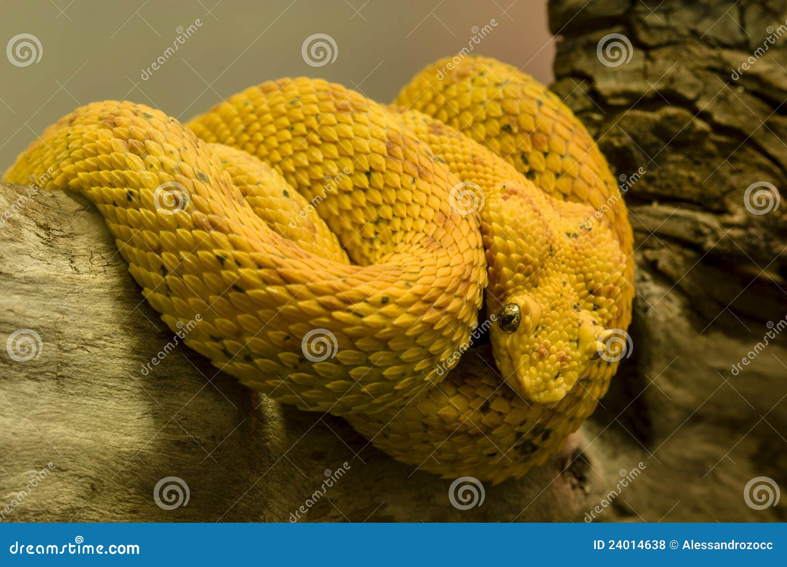 A Yellow Snake Royalty-Free Stock Photo | CartoonDealer.com #214552281