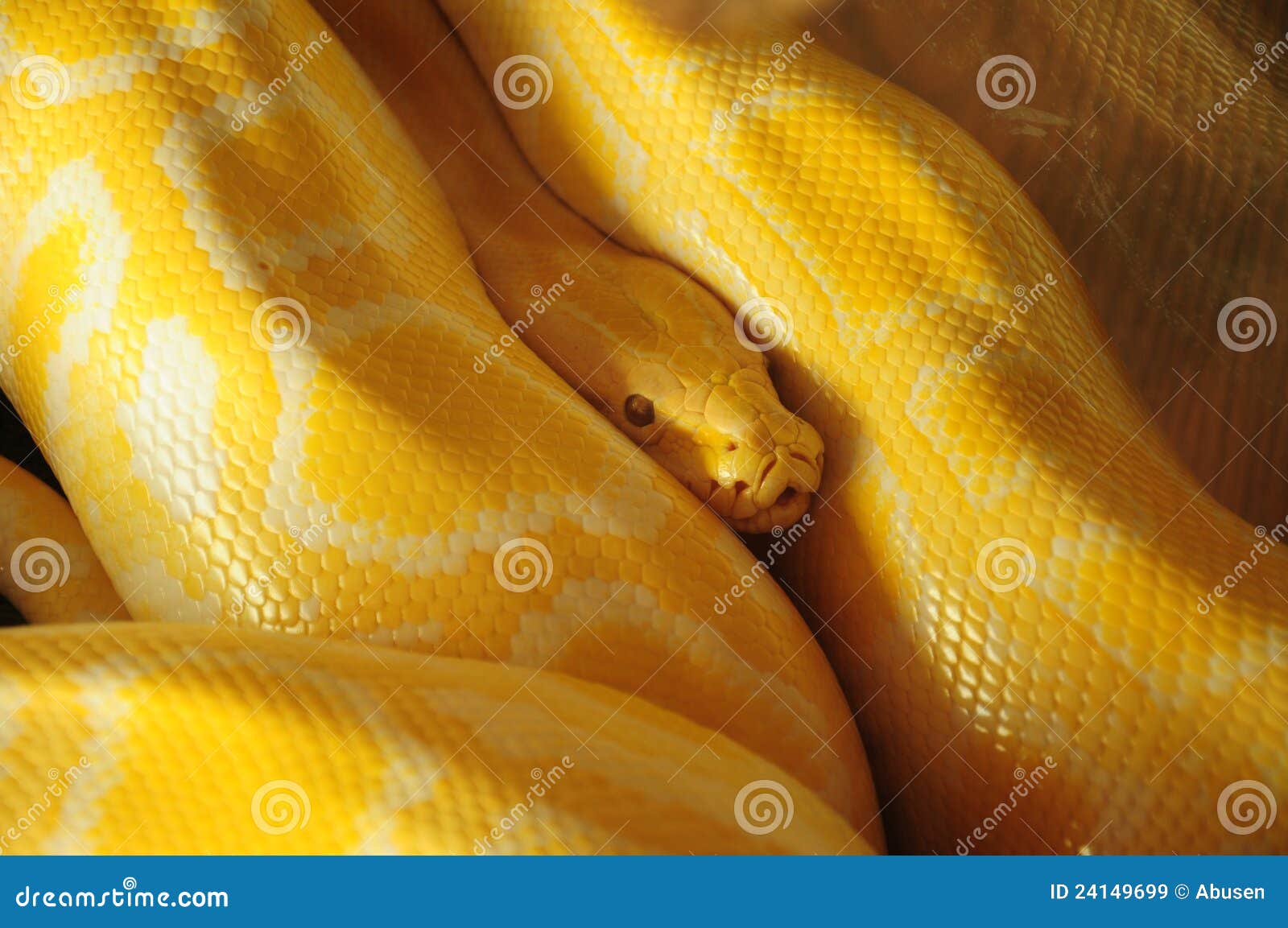 Yellow Snake Royalty Free Stock Images - Image: 24149699