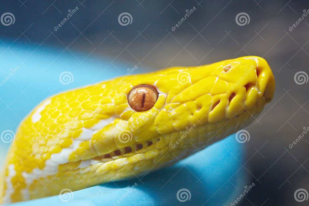 Yellow snake stock photo. Image of corallus, reptilian - 9468548