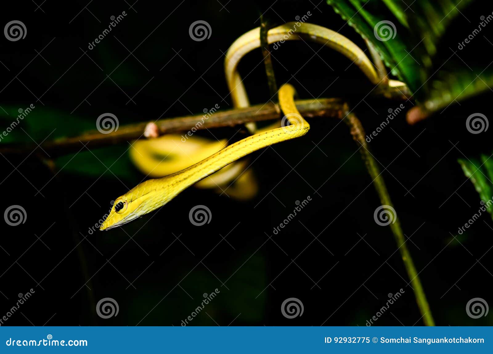 Yellow snake on branch stock image. Image of reptile - 92932775