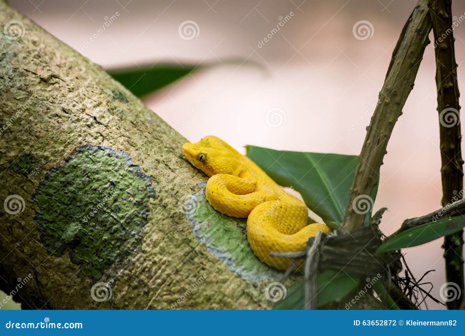 A Yellow Snake (Eyelash Viper) Stock Photo - Image of eyelash ...