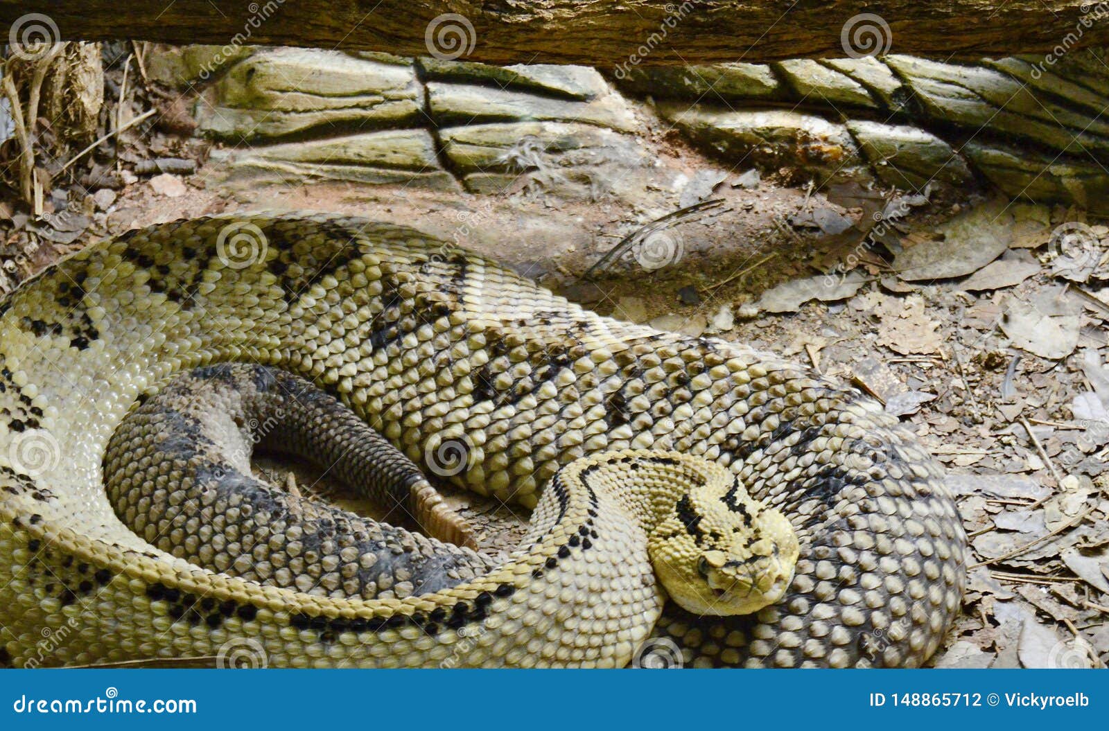 Yellow snake lurking stock photo. Image of giant, cool - 148865712