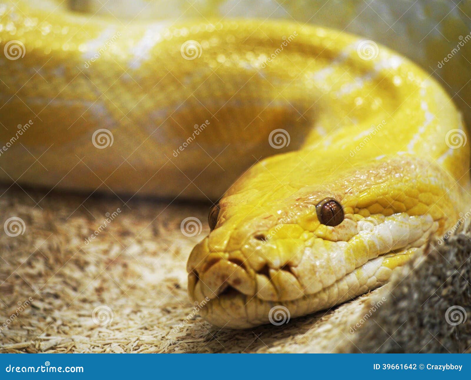 Yellow snake stock photo. Image of fashion, pattern, isolated - 39661642