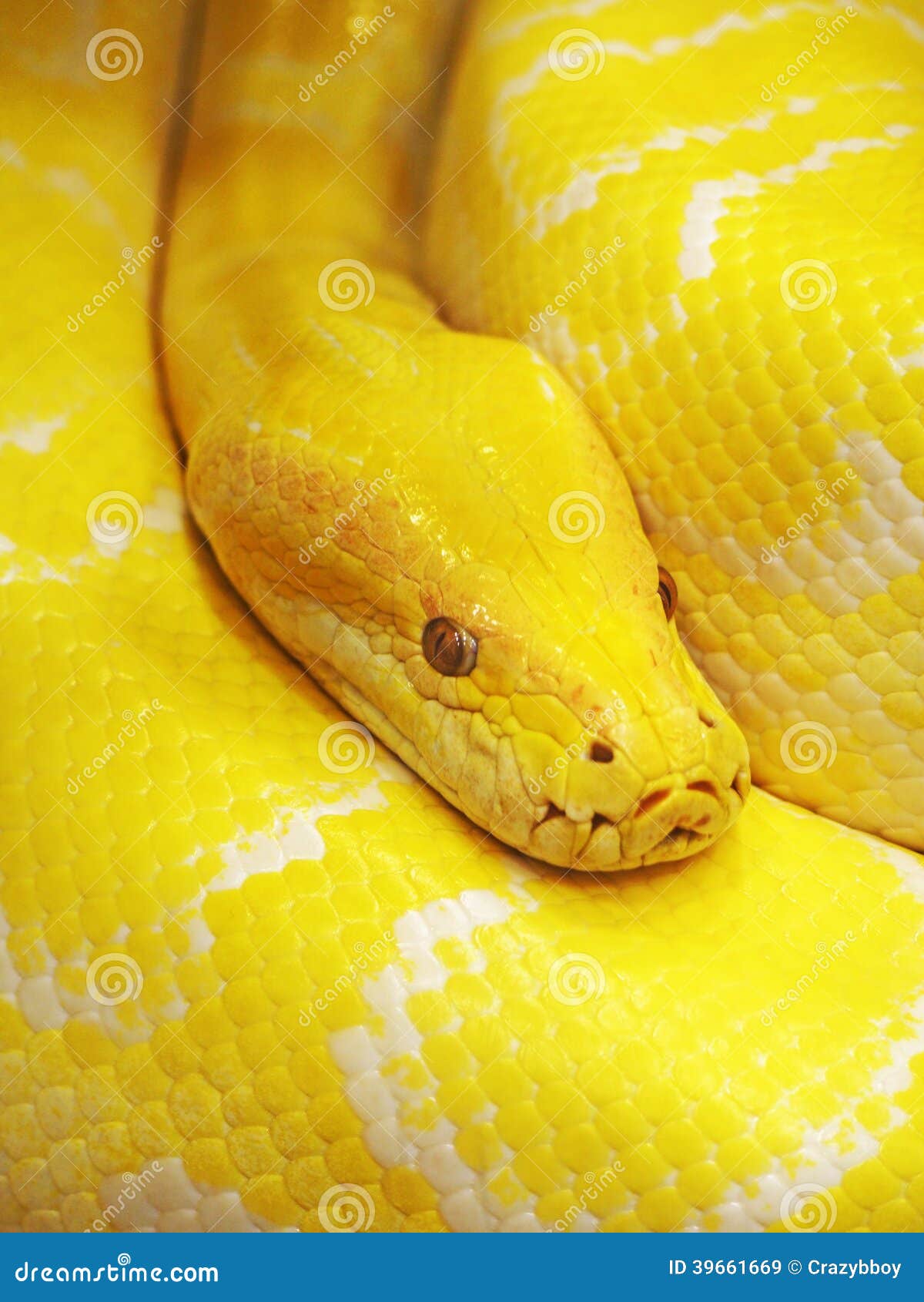 Yellow snake stock image. Image of amazon, decline, head - 39661669