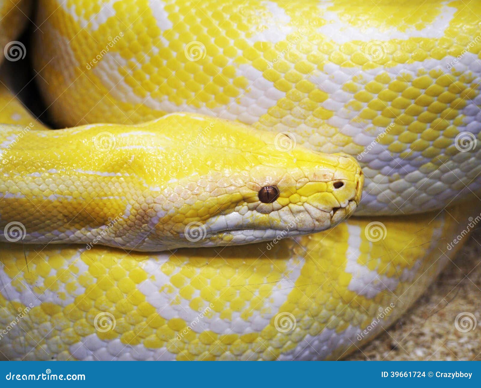 Yellow snake stock photo. Image of ambush, scale, reptilian - 39661724