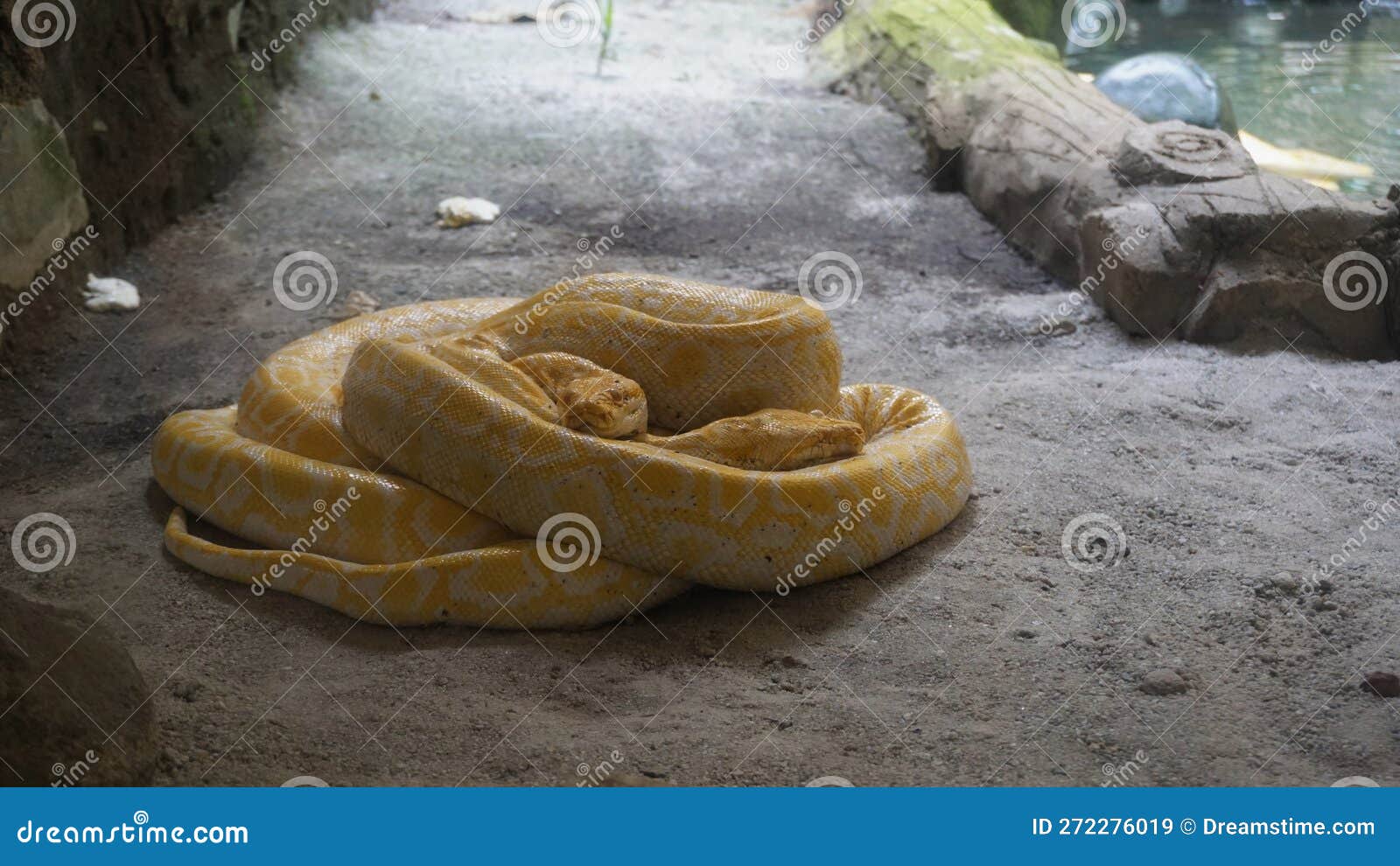 Snake in the zoo stock image. Image of reptile, hunter - 272276019