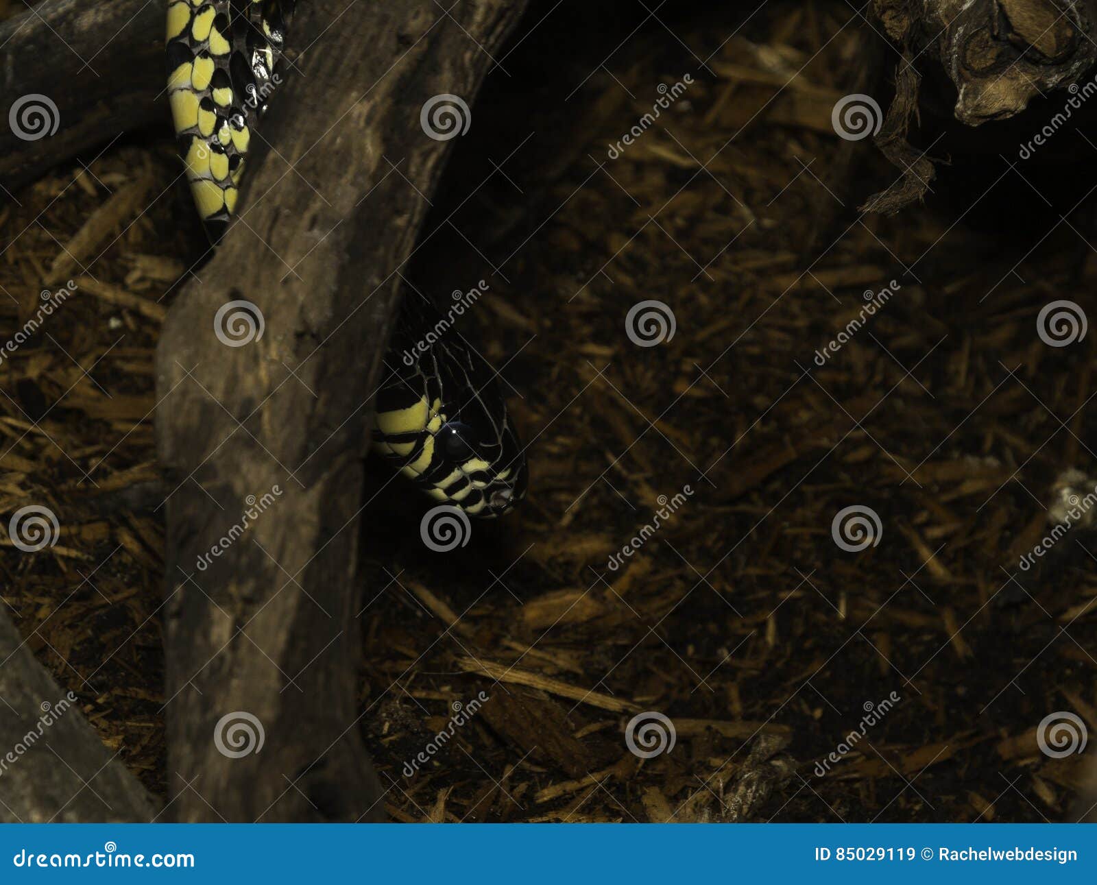 Yellow Snake Slithering between Tree Branches Stock Image - Image of ...