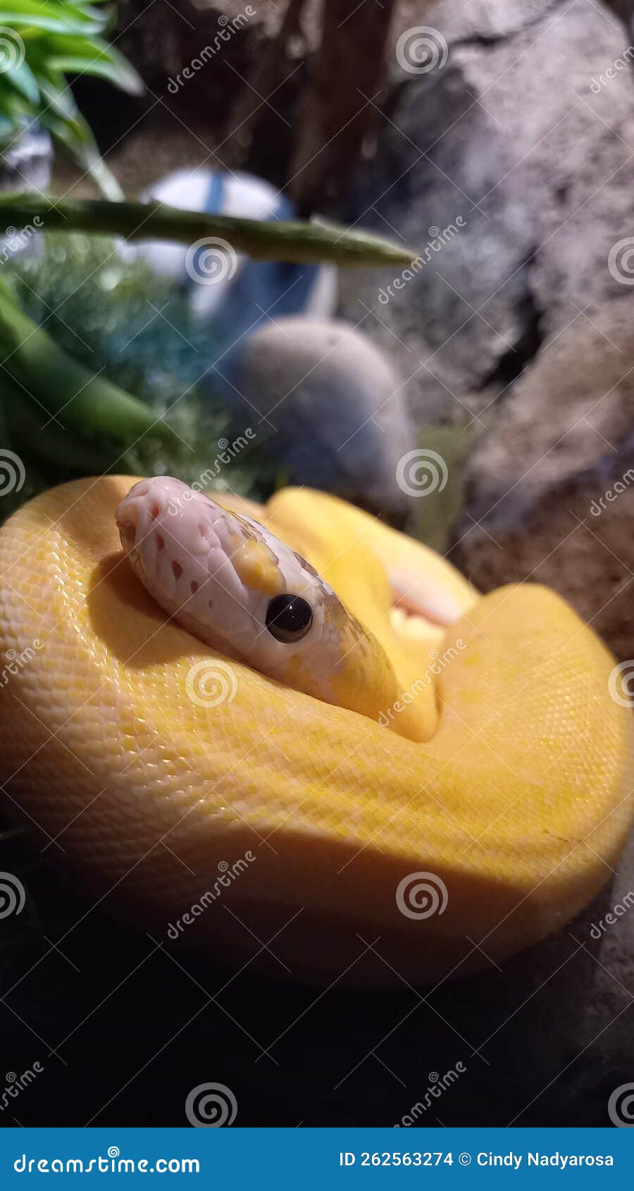 The Yellow Snake is Staring at My Camera from Its Cage Stock Photo ...