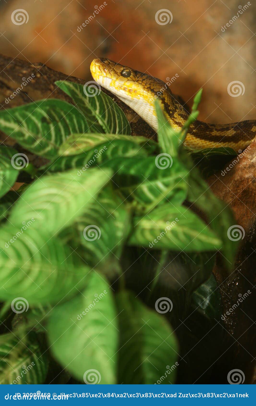Yellow snake stock image. Image of cobra, deadly, head - 30020459