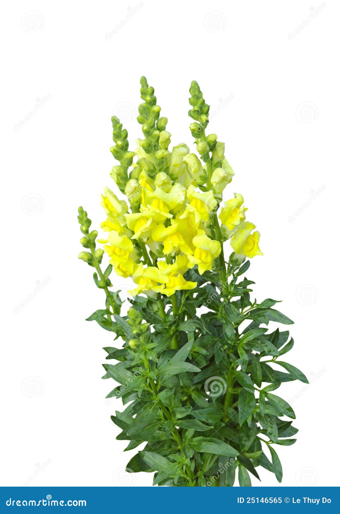 Yellow Snapdragon Flower stock image. Image of beauty - 25146565