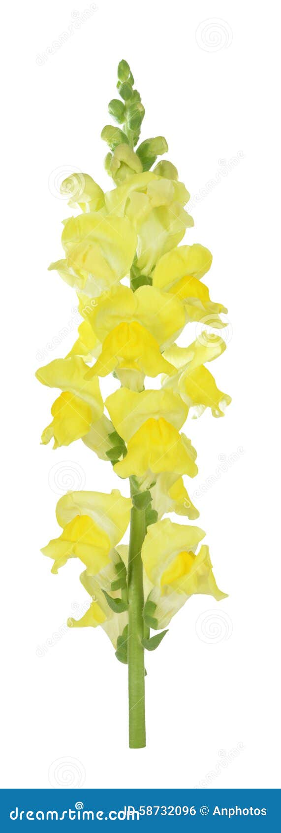 Yellow snapdragon stock photo. Image of beautiful, blooming - 58732096