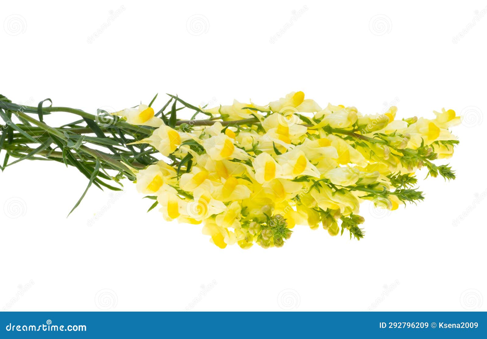 Yellow Snapdragon Flowers Isolated Stock Image - Image of flower ...
