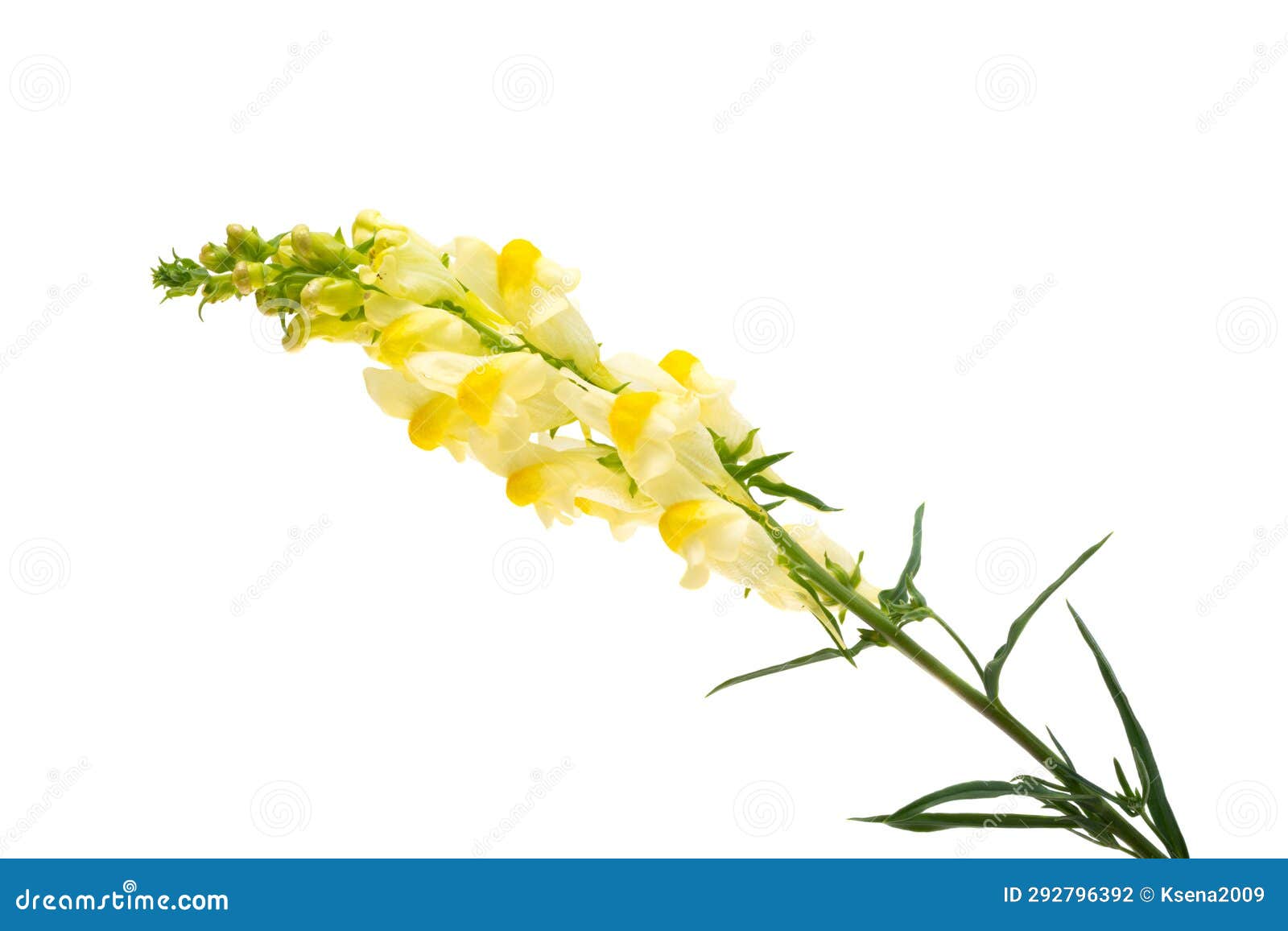 Yellow Snapdragon Flowers Isolated Stock Photo - Image of bloom, nature ...
