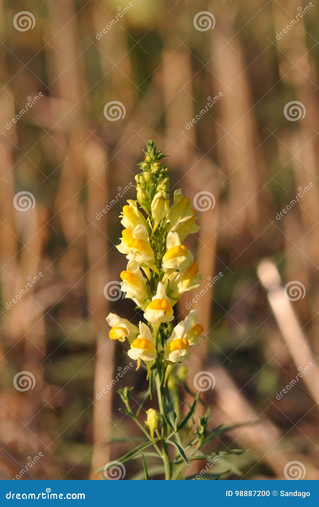 Wild snapdragon stock photo. Image of head, colorful - 98887200