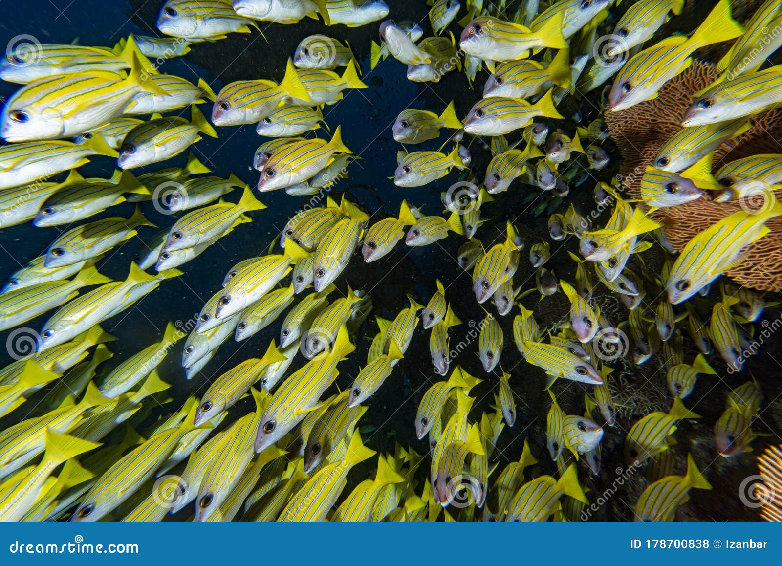 Yellow Snapper Lutjanidae while Diving Maldives Stock Photo - Image of ...