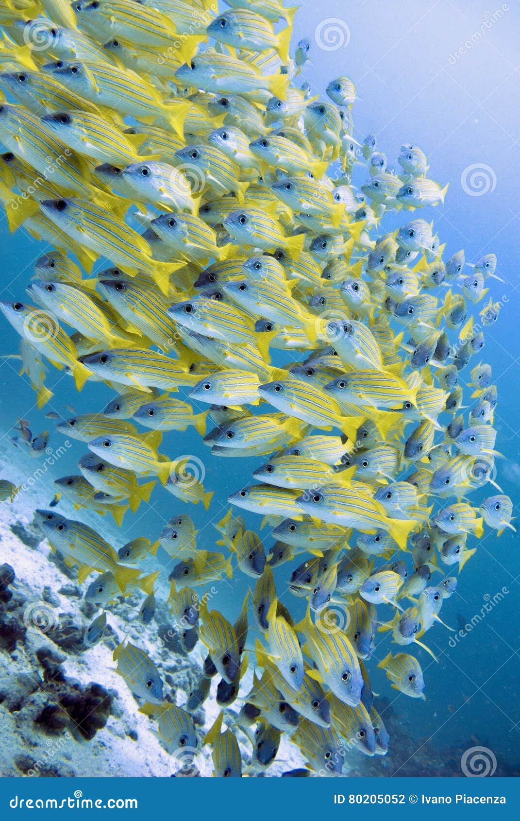 Yellow Snappers stock photo. Image of snapper, background - 80205052