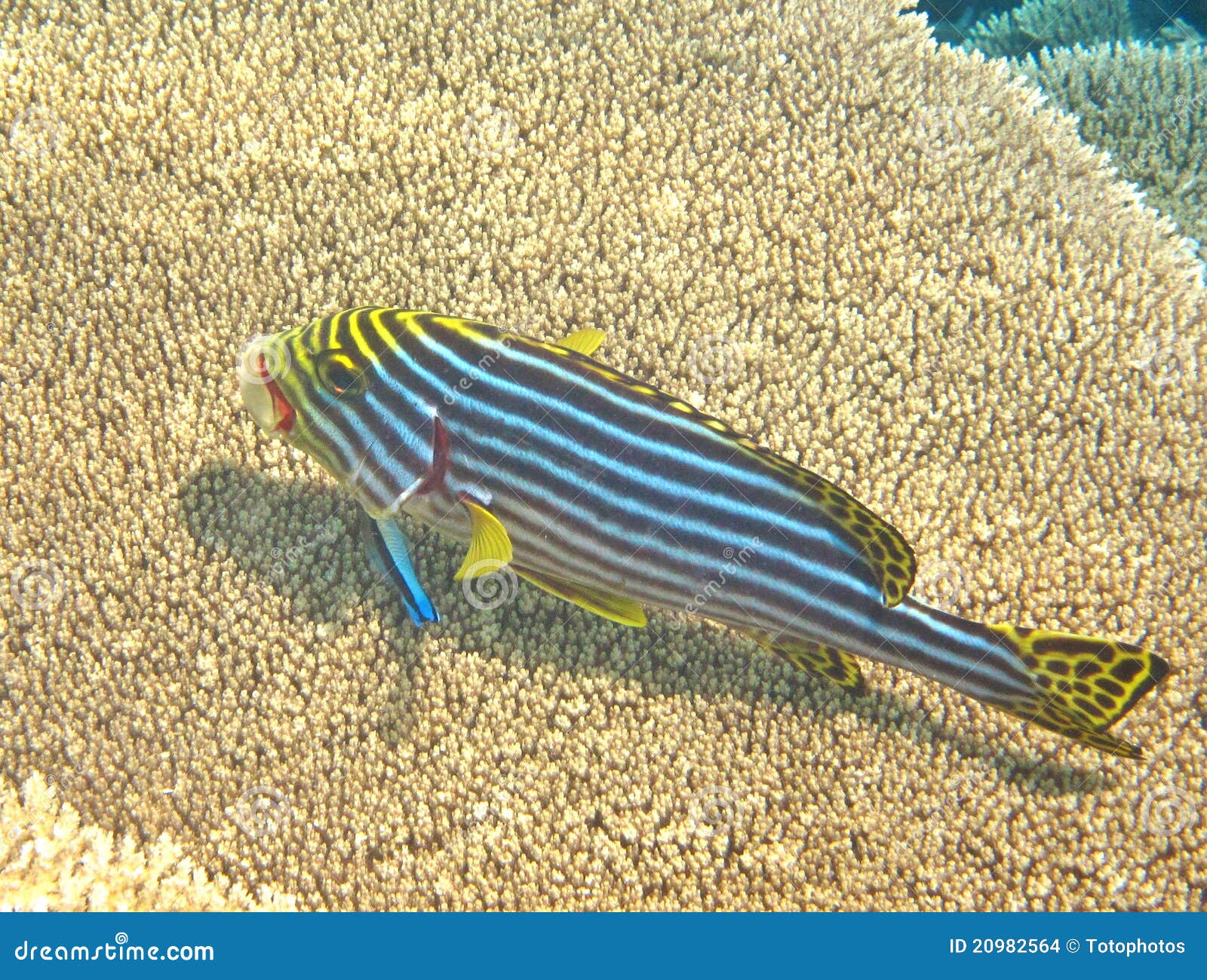 Yellow Snappers in Maldives Stock Photo - Image of coral, color: 20982564