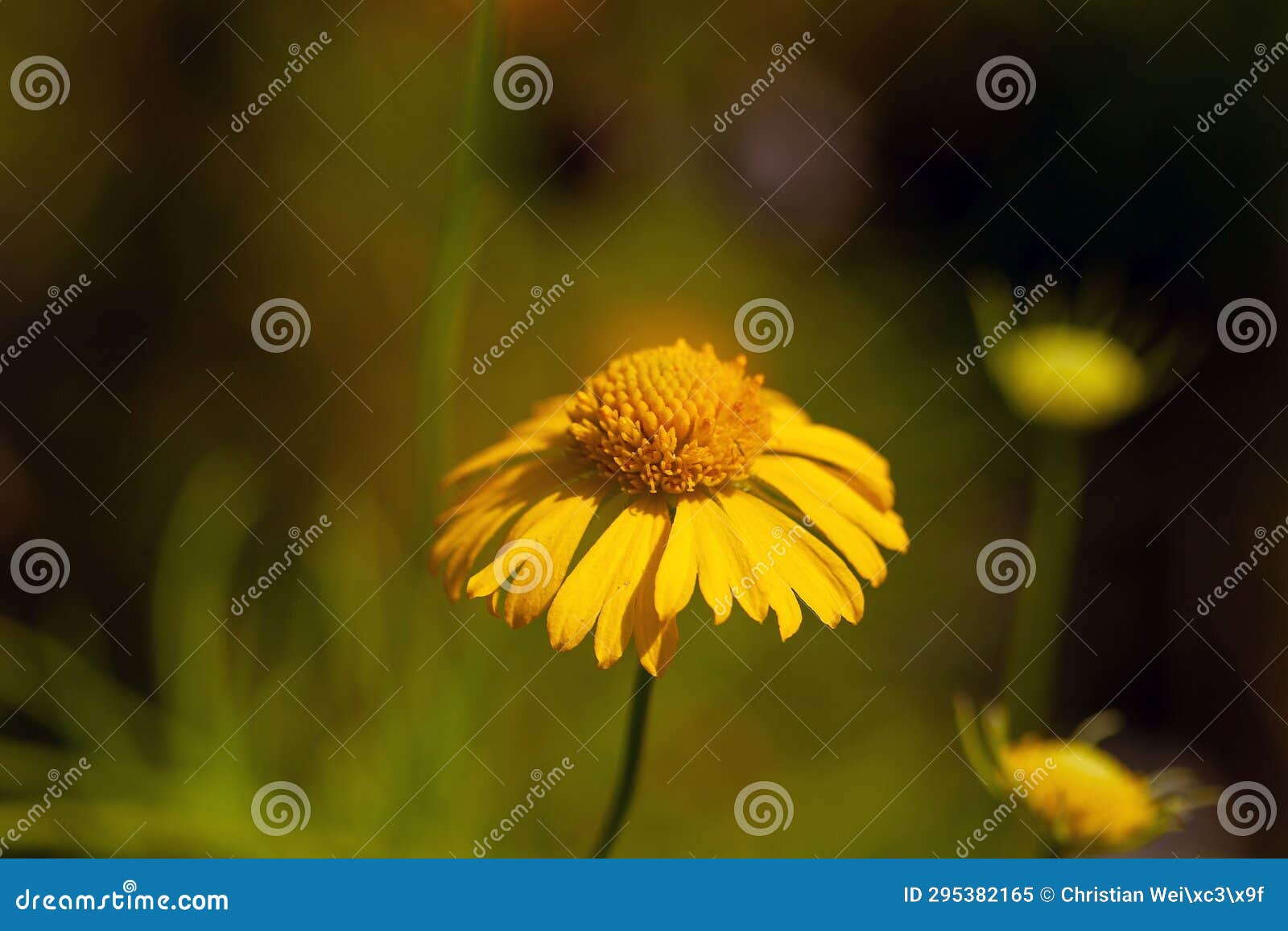 Yellow Sneezeweed, Helenium Amarum Stock Image - Image of nature, green ...