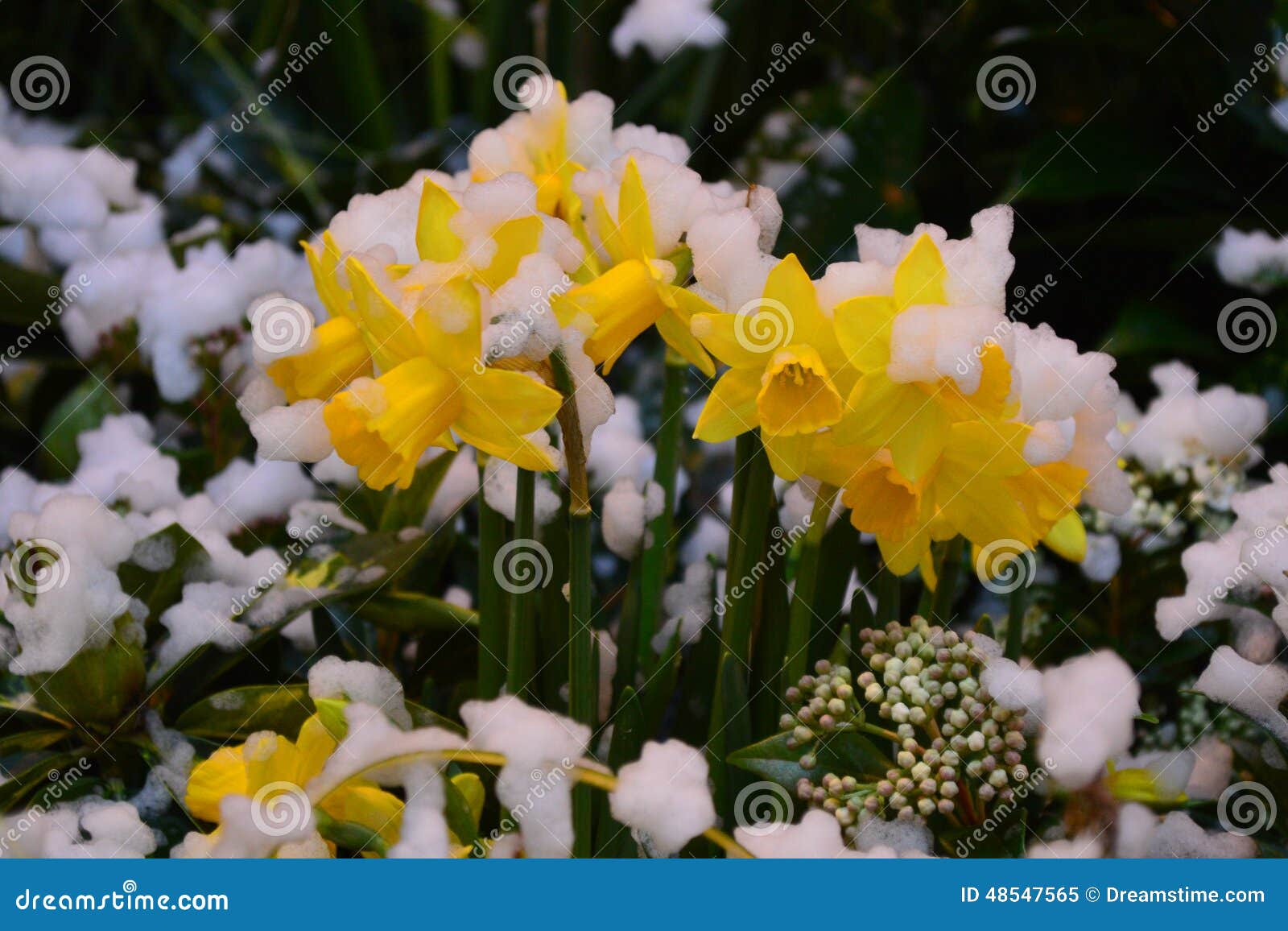 Yellow Snow stock image. Image of snow, surrounded, close - 48547565