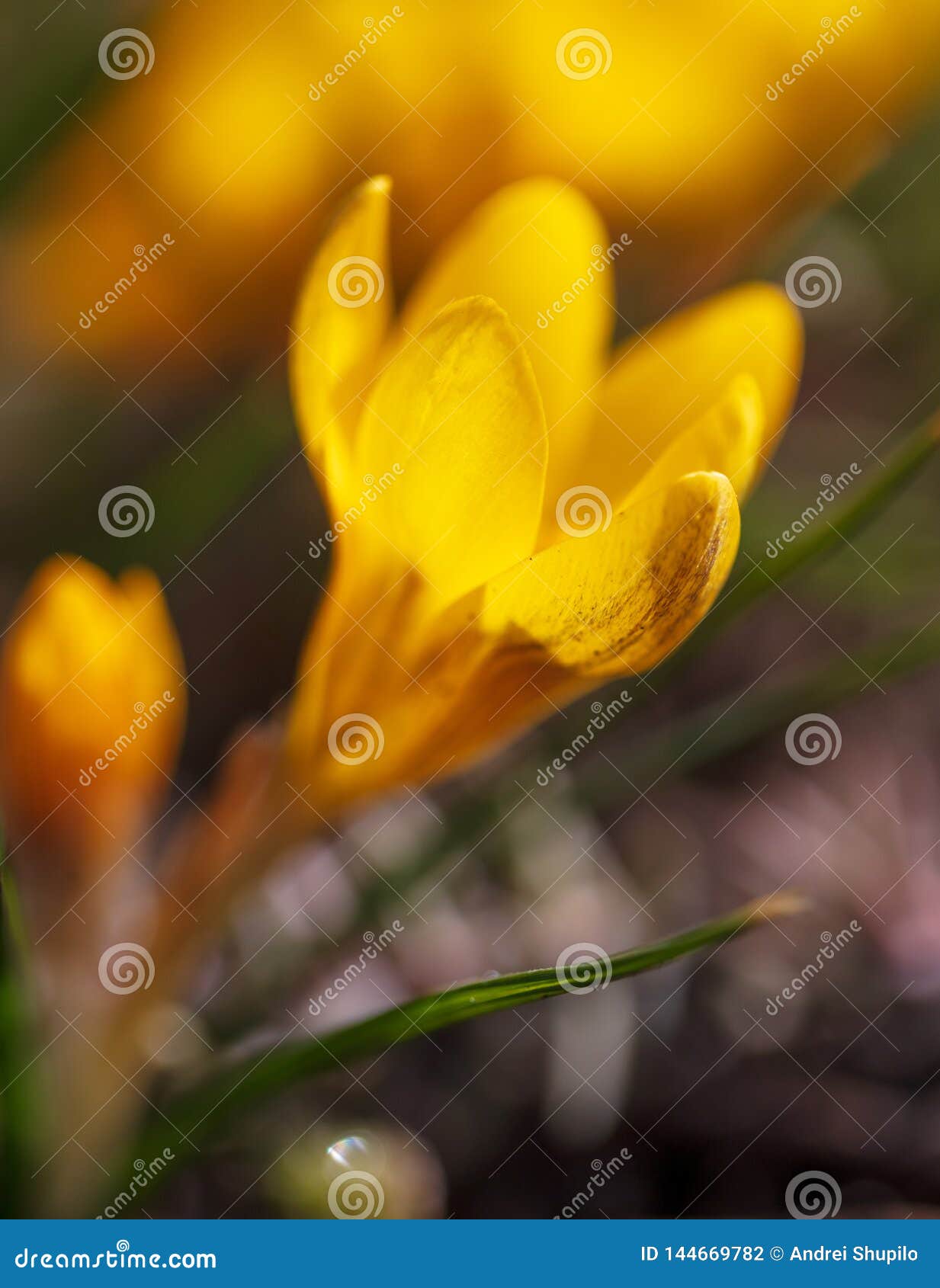 Yellow Snowdrop Flowers on the Ground in the Park Stock Photo - Image ...